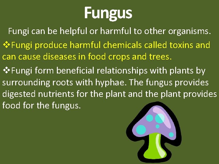 Fungus Fungi absorb materials from the environment v