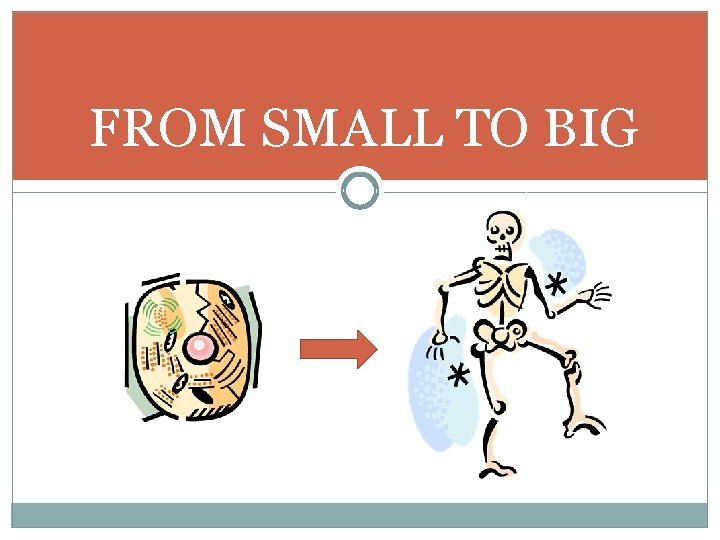 Big Idea 14 Organization and Development of Living