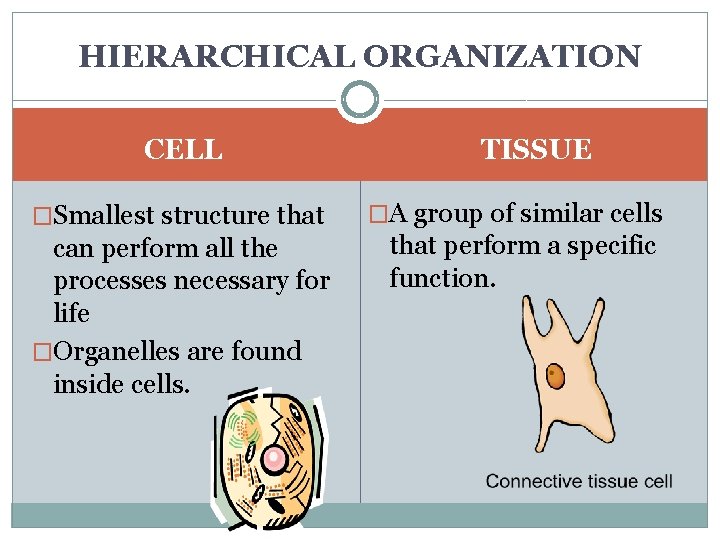 Big Idea 14 Organization and Development of Living