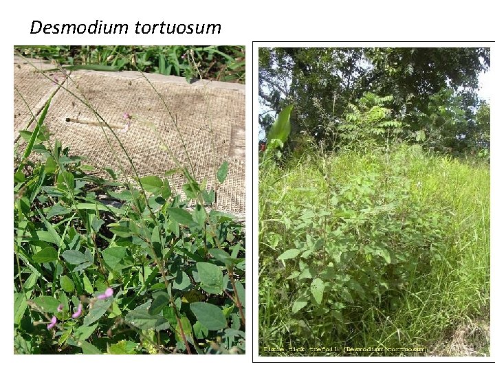 Controle de Plantas Daninhas Biologia das Plantas Daninhas