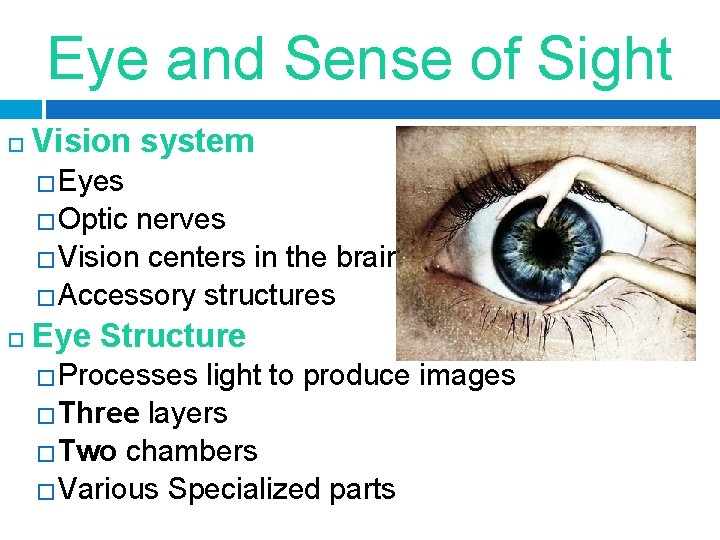 Visual Testin g Lab Anatomy Special Senses Test