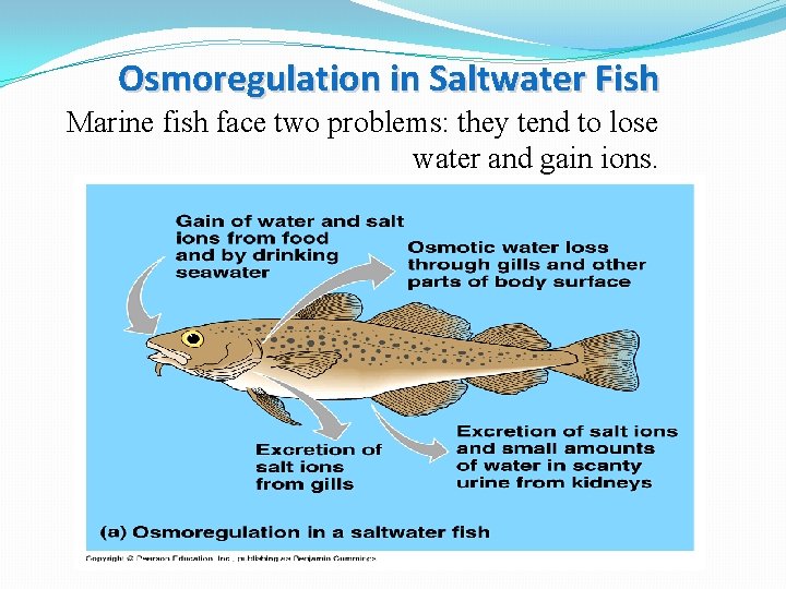 UNIVERSITY OF BASRAH COLLEGE OF AGRICULTURE DEPARTMENT OF