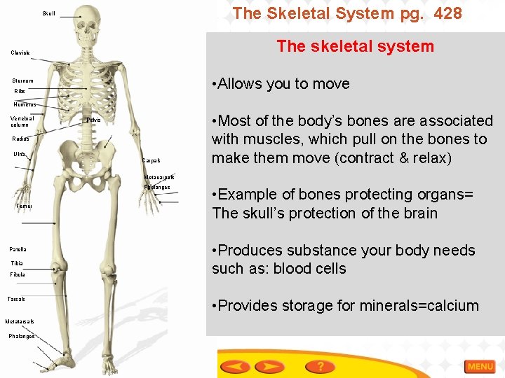 Introduction to the Human Body Ms De Los