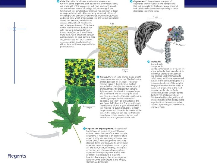 Exploring Life Regents Biology What does it mean