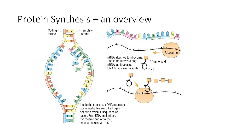 Biology Induction Protein synthesis LO Explain how transcription