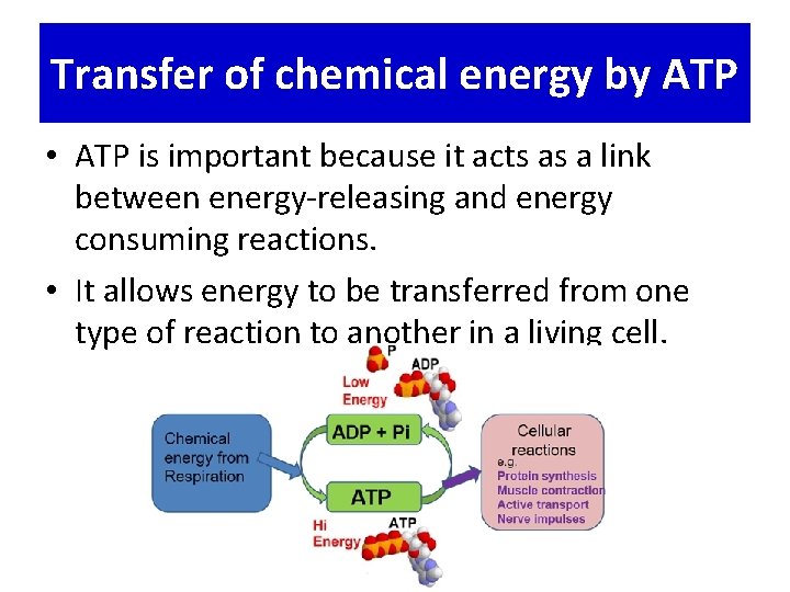 National 5 Biology Unit 1 Cell Biology KEY