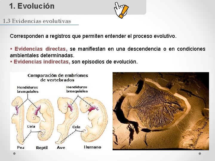 Evidencias de la evolucin Carla Meneses Objetivos Comparan