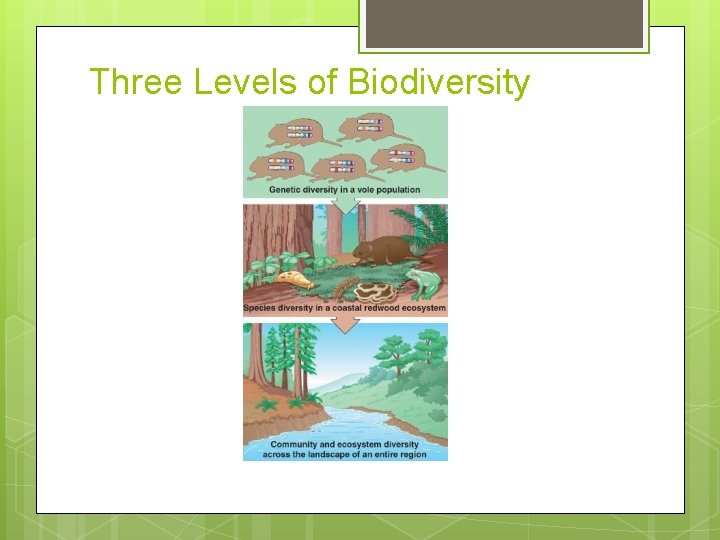 The Biodiversity Crisis By Christina Archer The Biodiversity