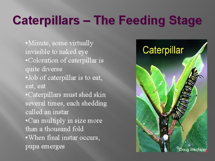 LIFE CYCLE OF A BUTTERFLY METAMORPHOSIS Biology Mr