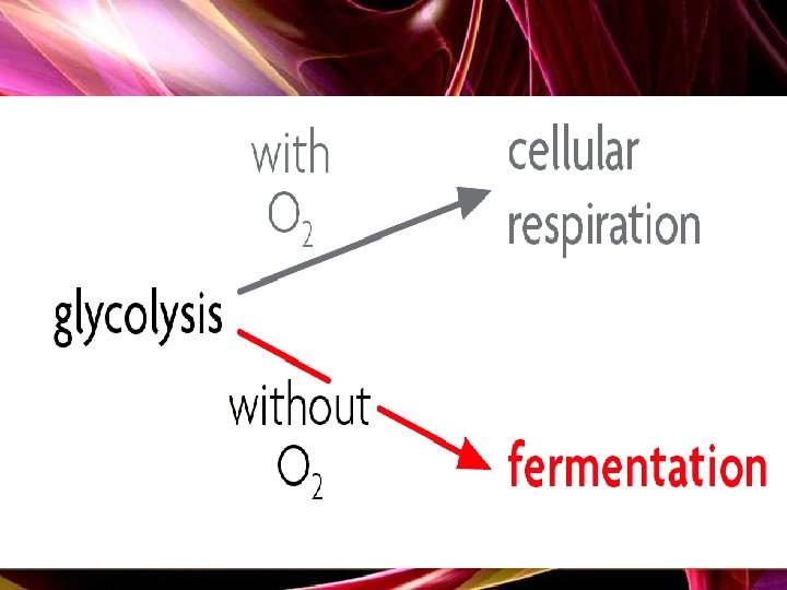 Glycolysis and Fermentation Glycolysis Glyco glucose Lyse break
