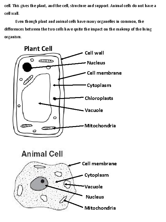 Comparing Plant and Animal Cells are the building