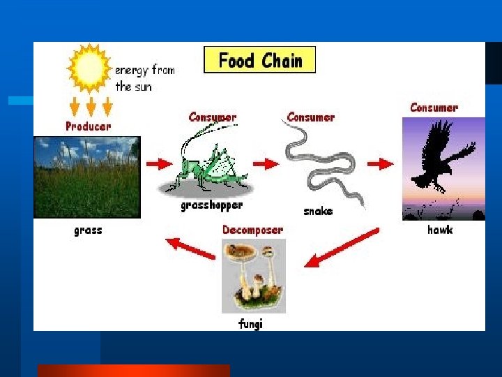 Feeding Relationships Food Chains Food Webs Headings Vocabulary