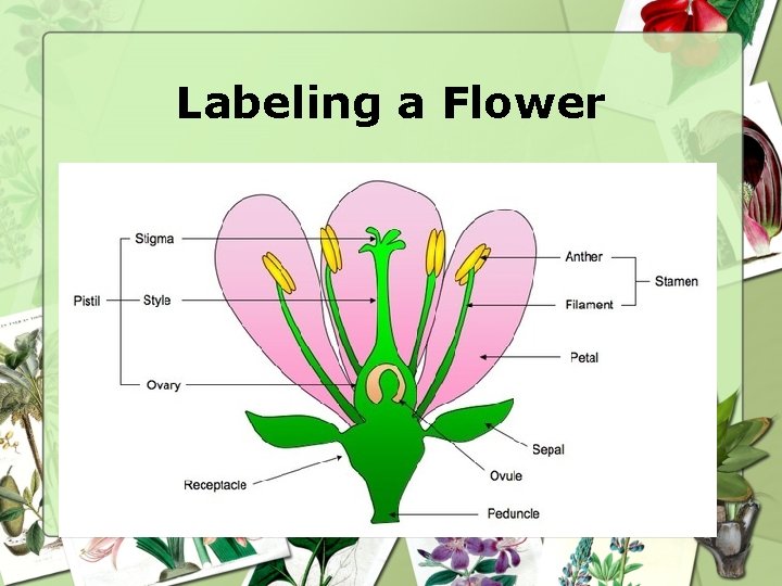 Parts of a Plant by Niki Warren Living