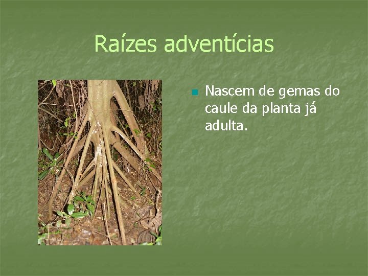 BOT NICA ORGANOLOGIA VEGETAL RAZ Morfologia da raz