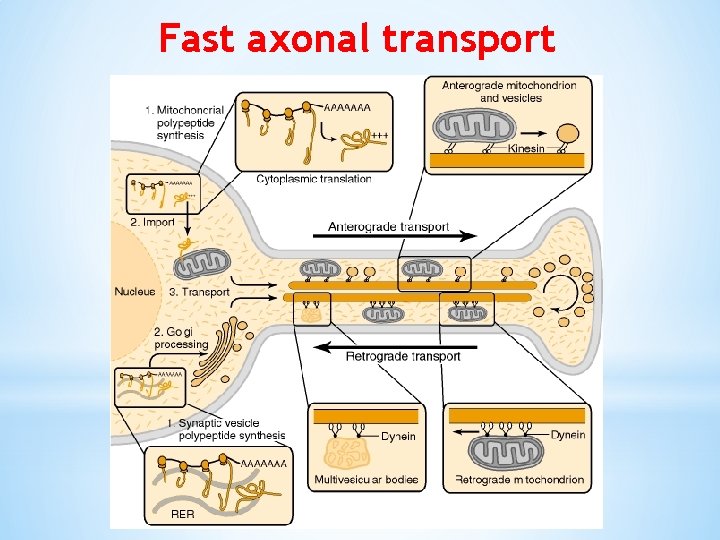 IVANA HRADILOV SVENSK Homeostasis maintains the stability of