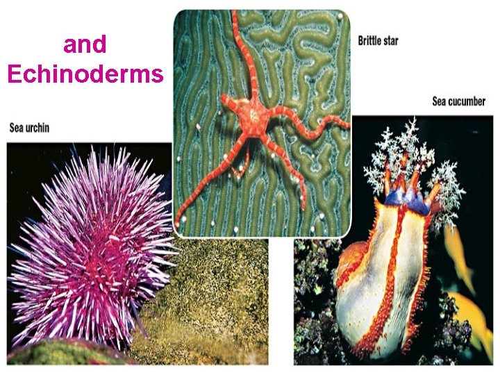 Arthropods and Echinoderms Invertebrates are animals that have