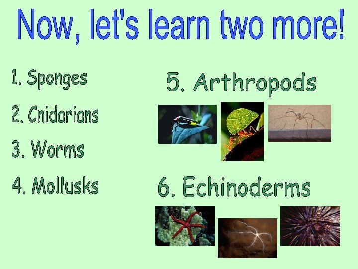 Arthropods and Echinoderms Invertebrates are animals that have