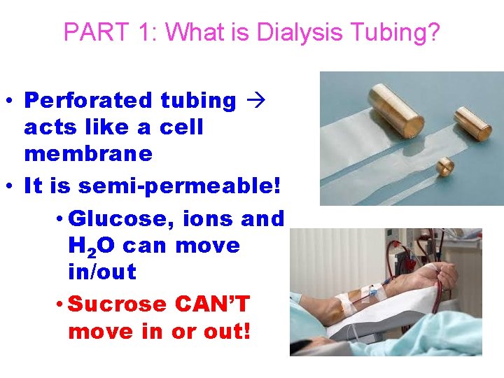 PreLab 2 Diffusion and Osmosis Introduction to Water