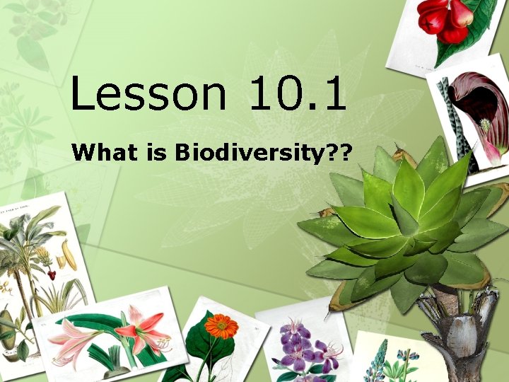 Chapter 10 Biodiversity Lesson 10 1 What is