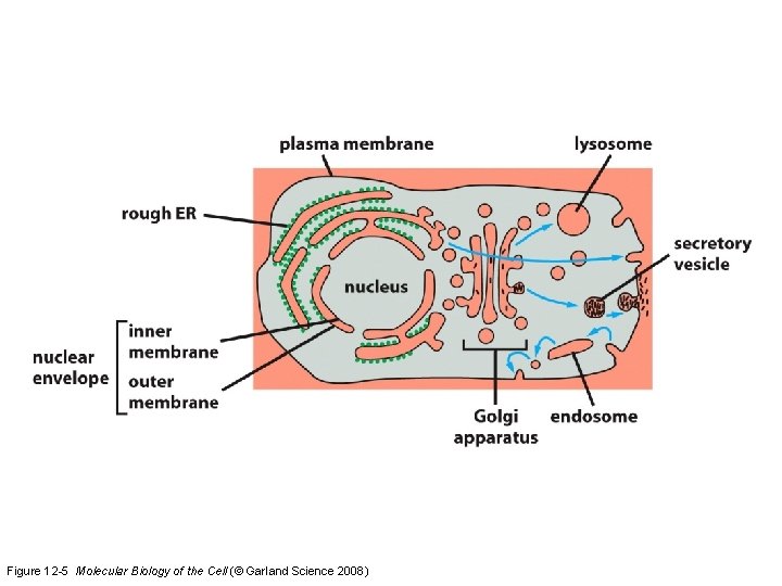 Figure 12 1 Molecular Biology Of The Cell