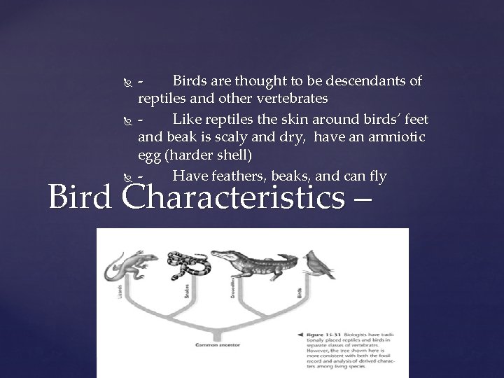 Chapter 17 Birds and Mammals Vocabulary Terms 1