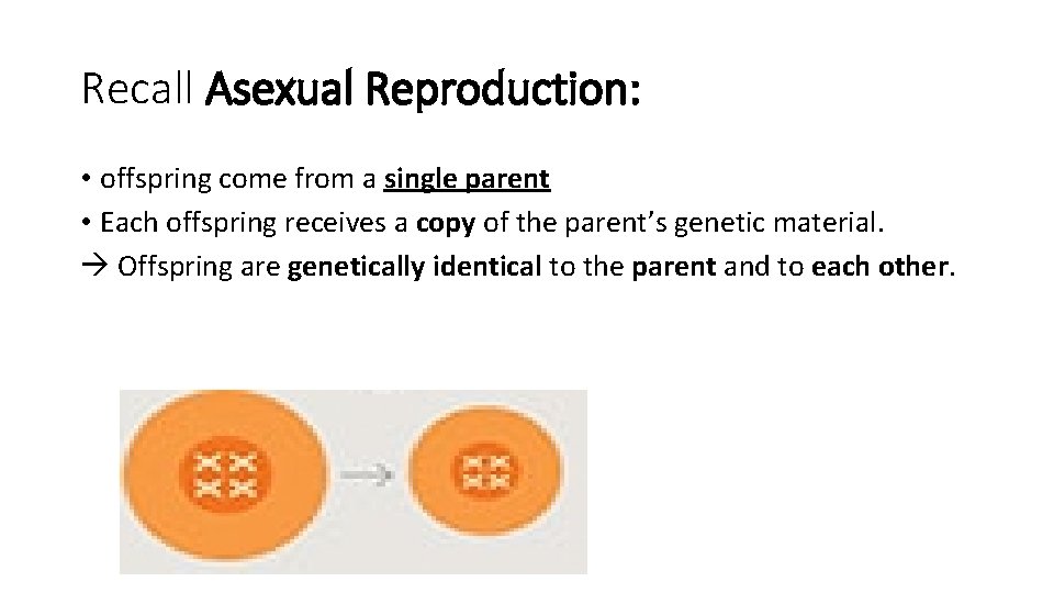 Asexual Reproduction Vocabulary Binary fission Spore Cell cycle