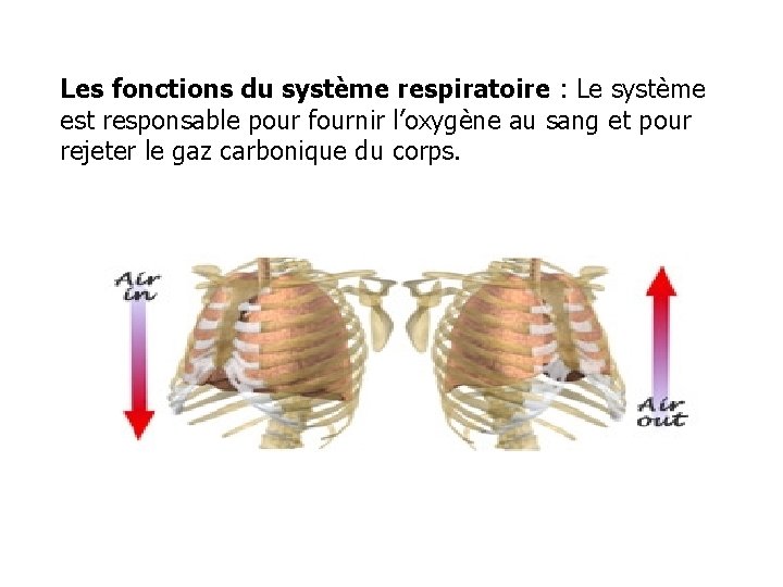 Le systme respiratoire Pourquoi nous avons besoin de