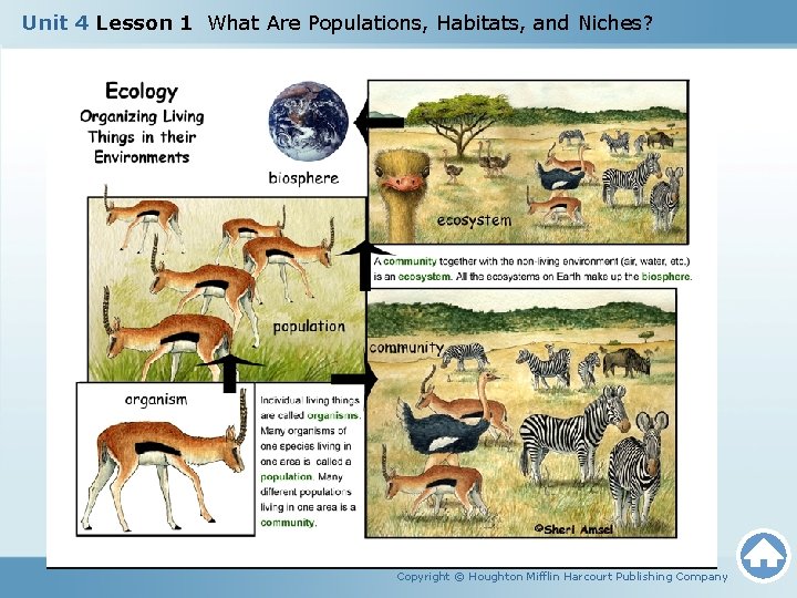 Unit 4 Lesson 1 What Are Populations Habitats