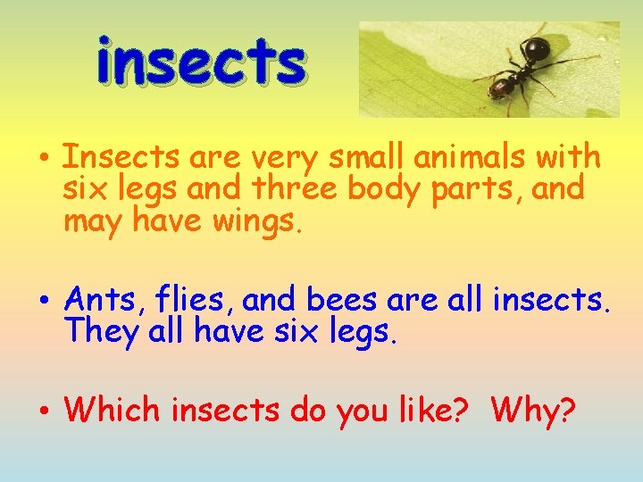 Vocabulary Intro insects Insects are very small animals