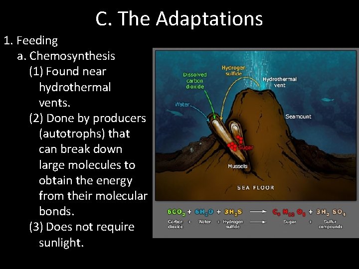 The Deep A The Environment 1 Abyssalpelagic and