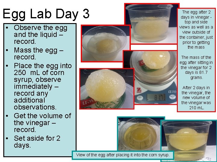Osmosis and Diffusion Egg Lab Egg Lab Startup
