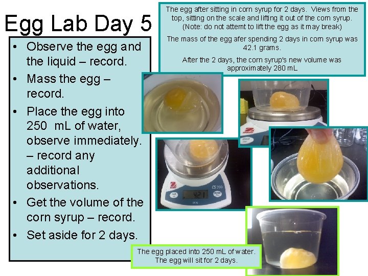 Osmosis and Diffusion Egg Lab Egg Lab Startup