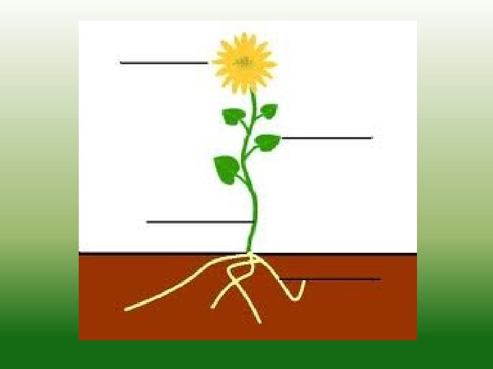 Plant Parts Labeling Plants Unit Plants Lesson 2