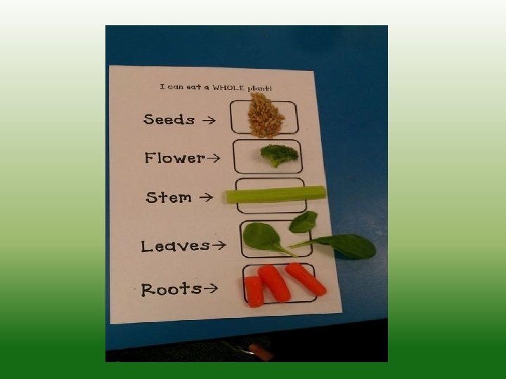 Plant Parts Labeling Plants Unit Plants Lesson 2