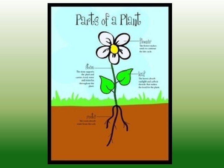 Plant Parts Labeling Plants Unit Plants Lesson 2