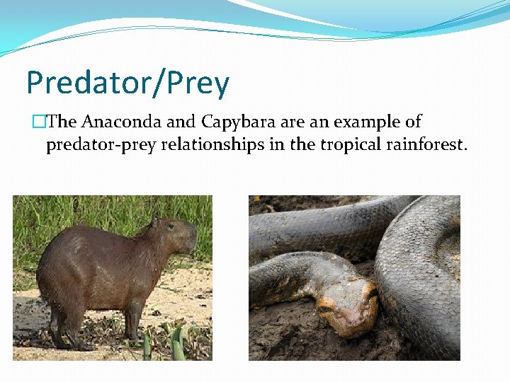 Tropical Rainforest By Michael Anaya Emanoel Lorenzzutti Forest