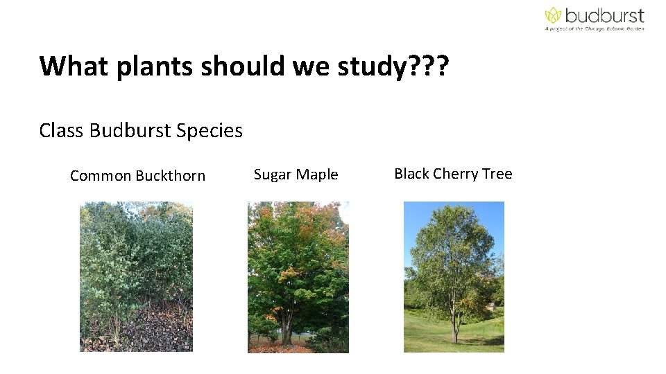 Finding our Budburst Plants Fall 2020 Chicago Illinois