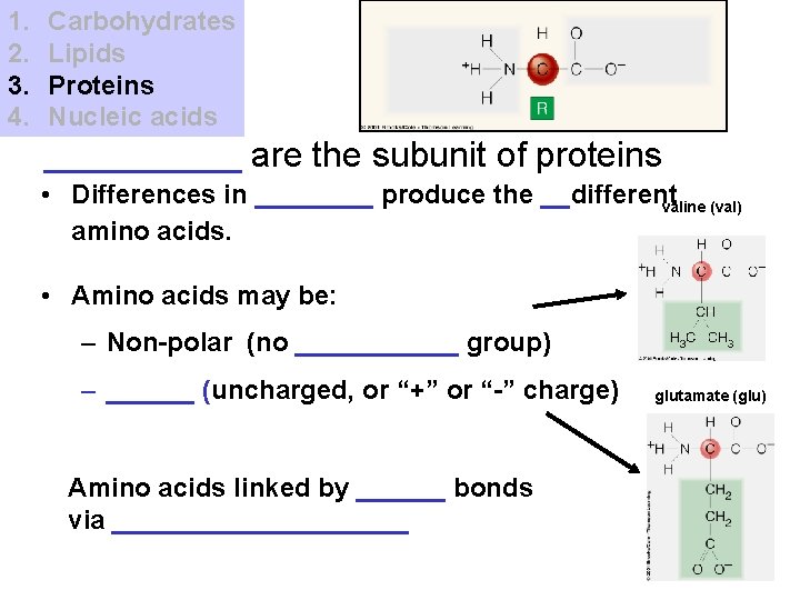 Chapter 3 Carbon Compounds In Cells Producers Capture