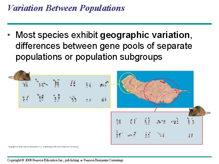 AP Biology Chapter 23 The Evolution of Populations