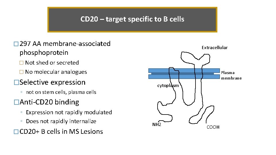 B cell Targeting Agents Mechanisms of Action in