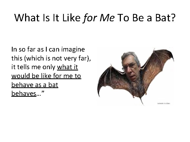 What Is It Like To Be a Bat