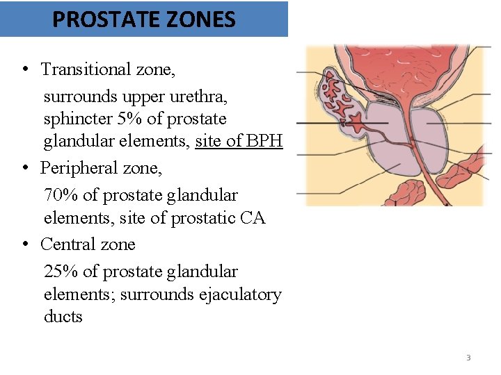 BENIGN PROSTATIC HYPERPLASIA BPH Dr AMMAR FADIL BPH
