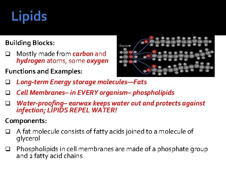 SC 912 L 18 1 Biological Macromolecules Carbohydrates