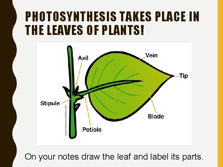 PHOTOSYNTHESIS VOCABULARY Photosynthesis Process by which plants use