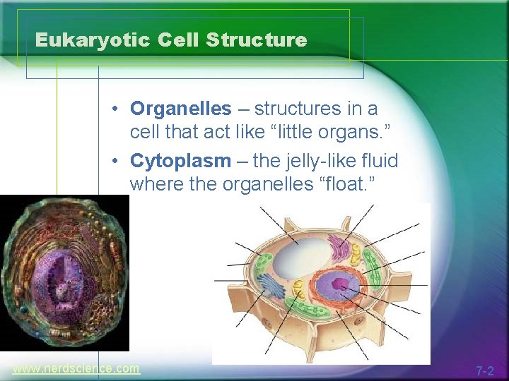 Cell Structure and Function New Textbook Chapter 2