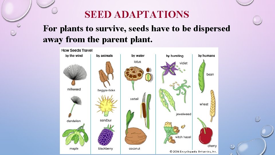 ADAPTATIONS Types of Structural Adaptations CAMOUFLAGECOLORATION ...