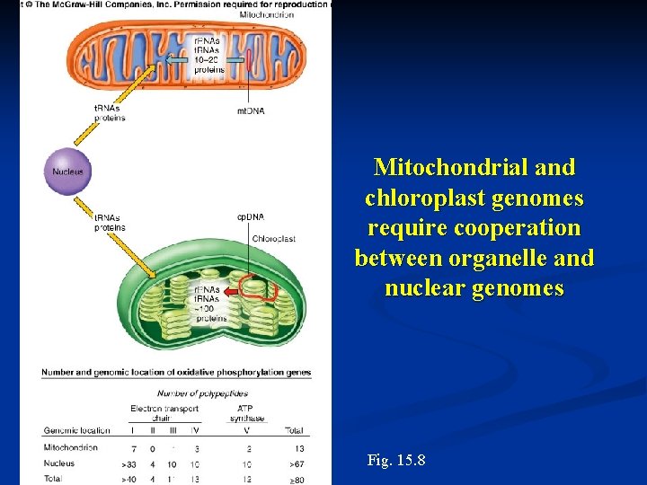 The Chromosomes of Organelles Outside the Nucleus Exhibit