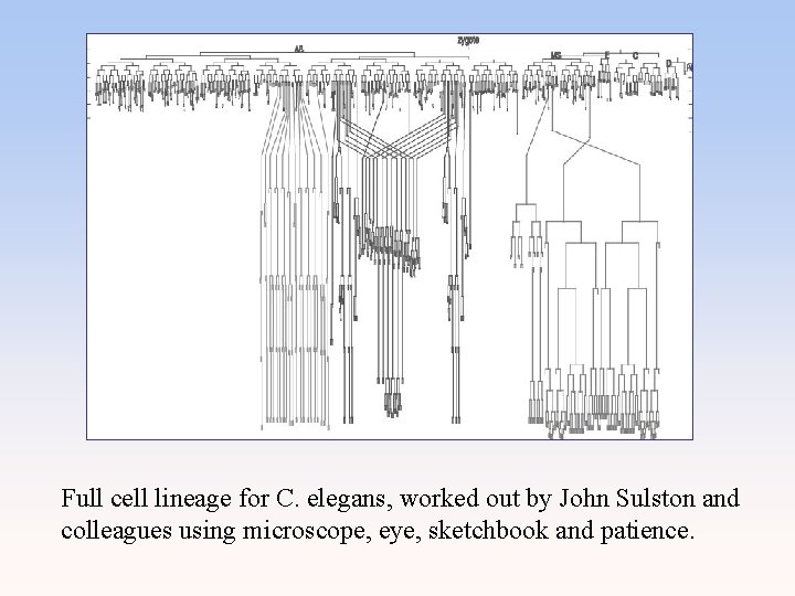 Visualizing Genes and Evolution Jim Kent Genome Bioinformatics