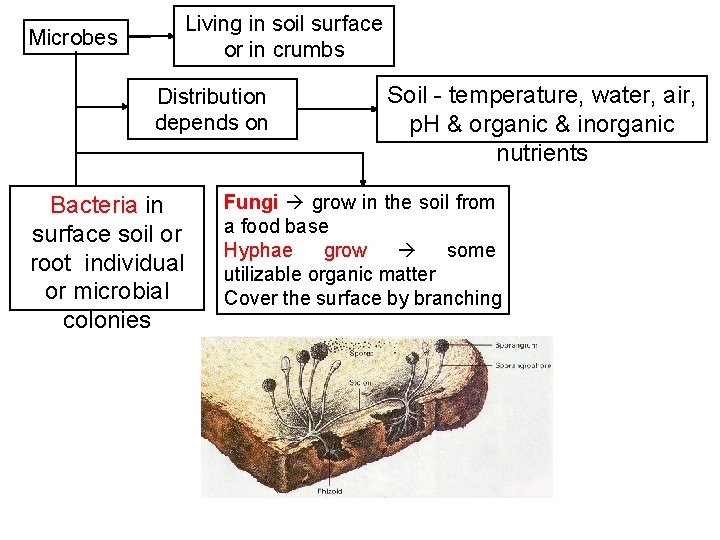 Microbes Lithosphere Relationshi p between Microbes Land Soil