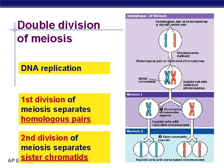 Chapter 10 Meiosis Sexual Reproduction AP Biology 2005